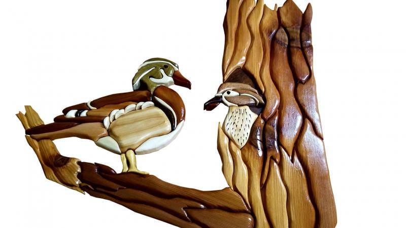 Wood Ducks – Cook Woods