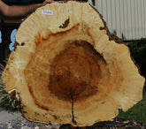 Box Elder – Cook Woods