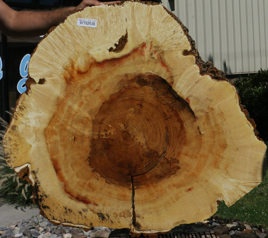 Box Elder – Cook Woods