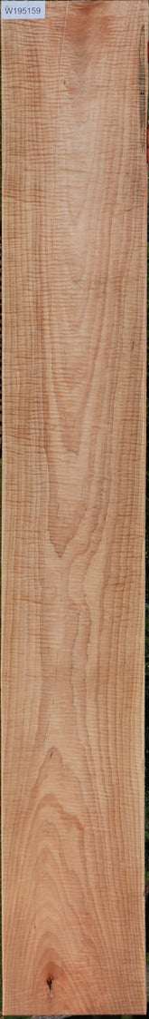 Maple, Red – Cook Woods