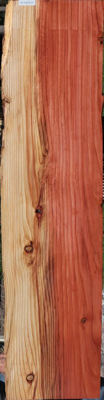 Redwood – Cook Woods