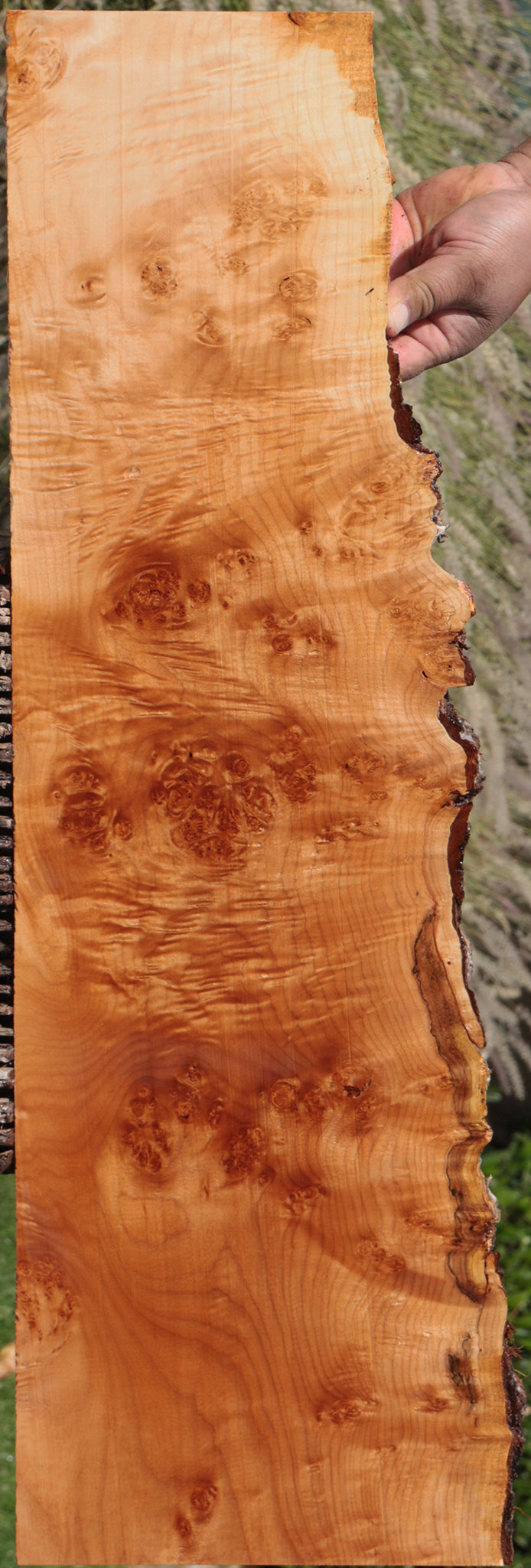 Figured Western Maple Burl Live Edge Lumber – Cook Woods
