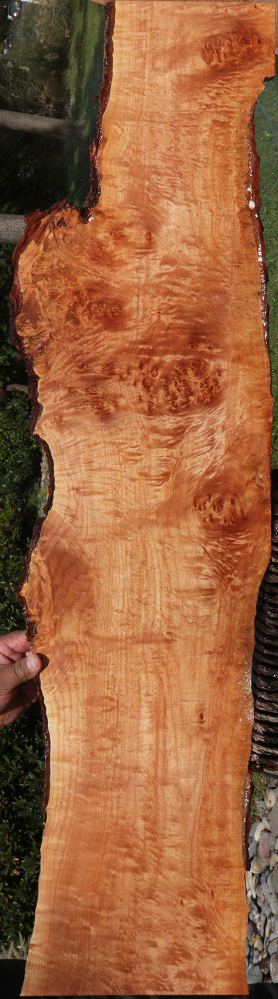 Figured Western Maple Burl Live Edge Lumber – Cook Woods