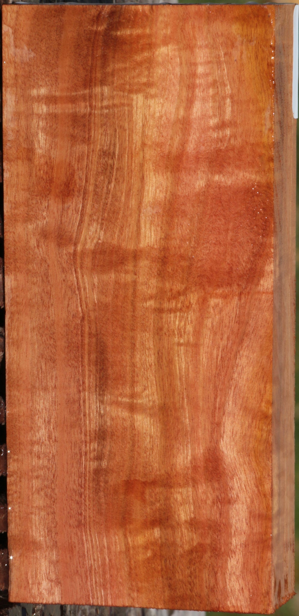 Pink Ivory – Cook Woods