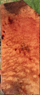 Madrone – Cook Woods