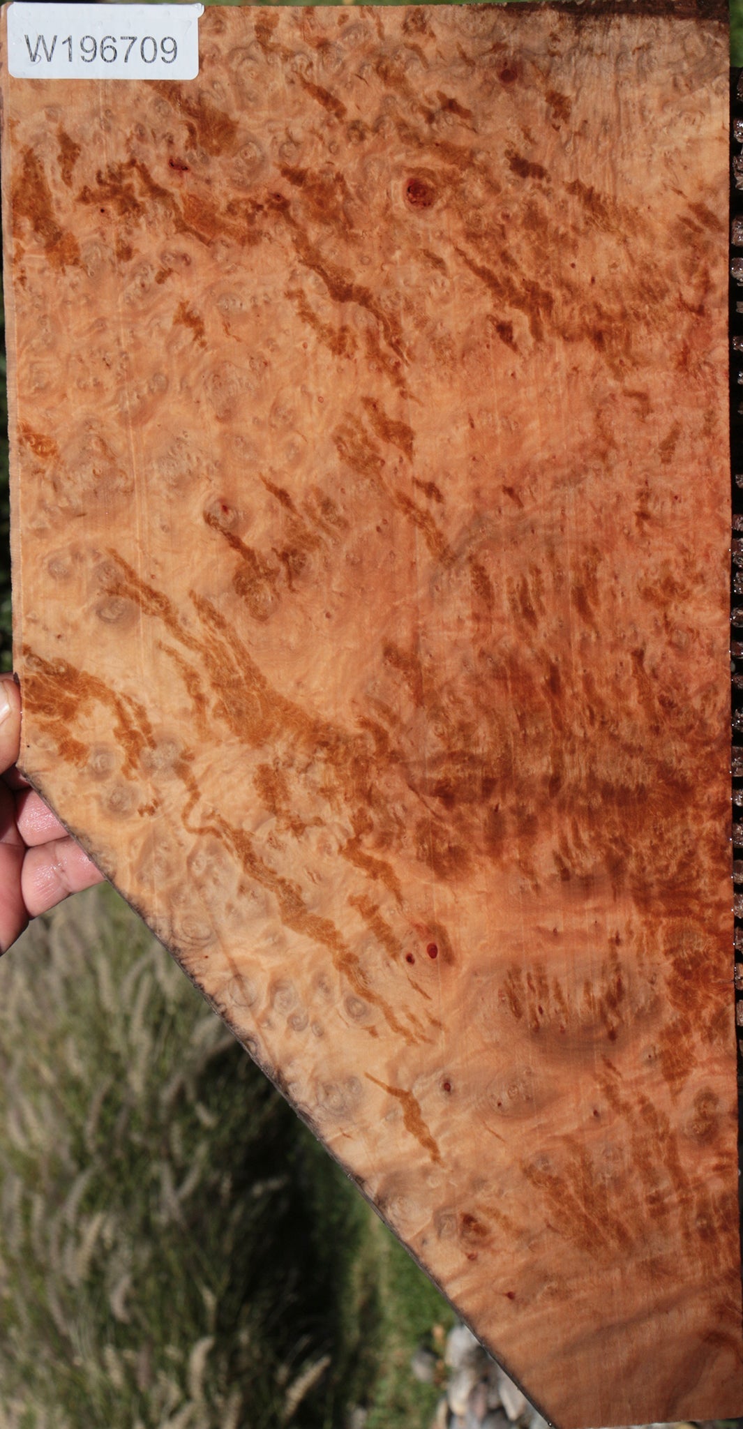 Madrone Burl Lumber – Cook Woods