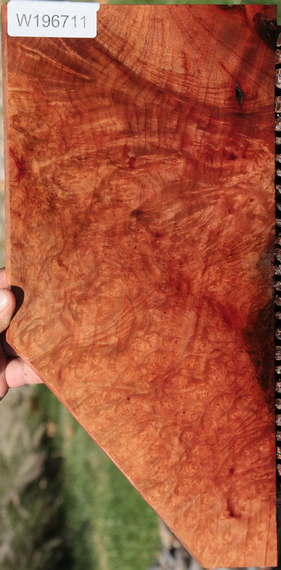 Madrone – Cook Woods