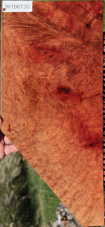 Madrone – Cook Woods