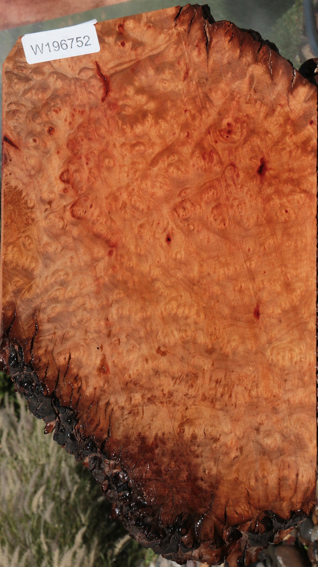 Madrone – Cook Woods