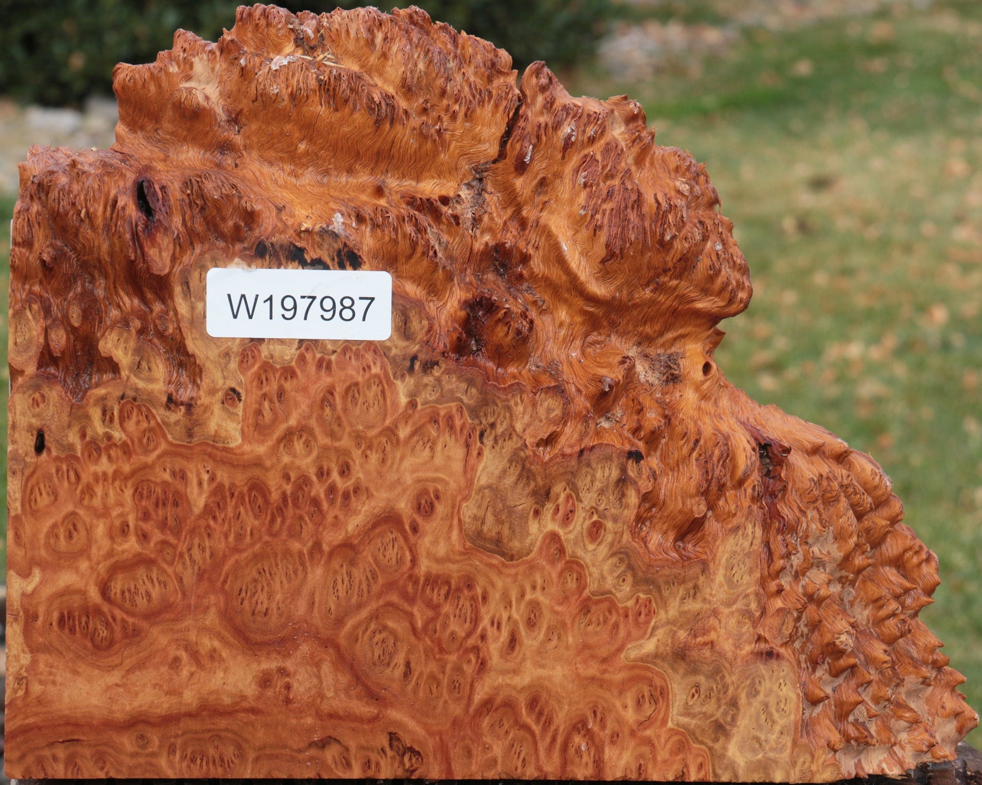 Red Coolibah Burl Live Edge Lumber – Cook Woods