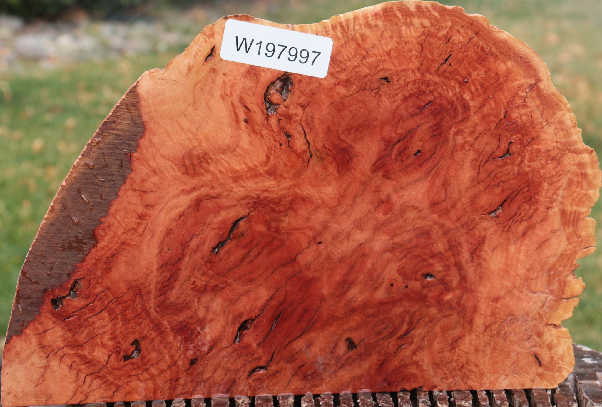 Red River Gum Burl Slice – Cook Woods