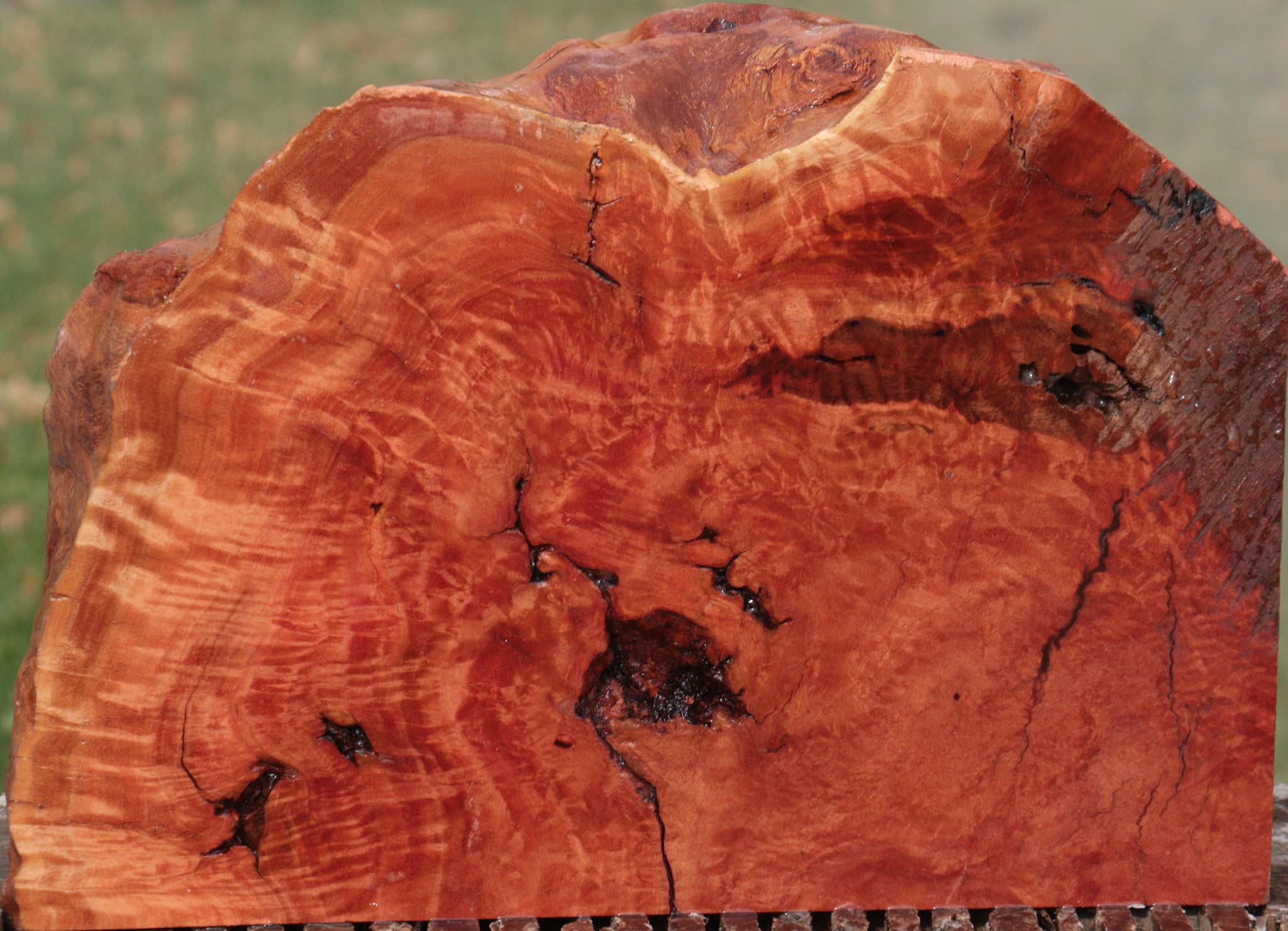Red River Gum Burl Live Edge Lumber – Cook Woods