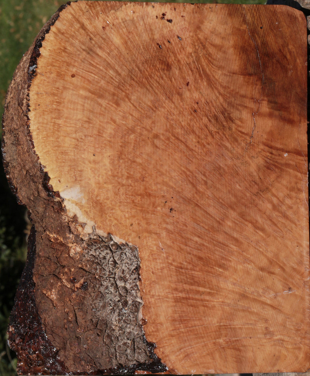 Kanista Burl Live Edge Turning Blank – Cook Woods