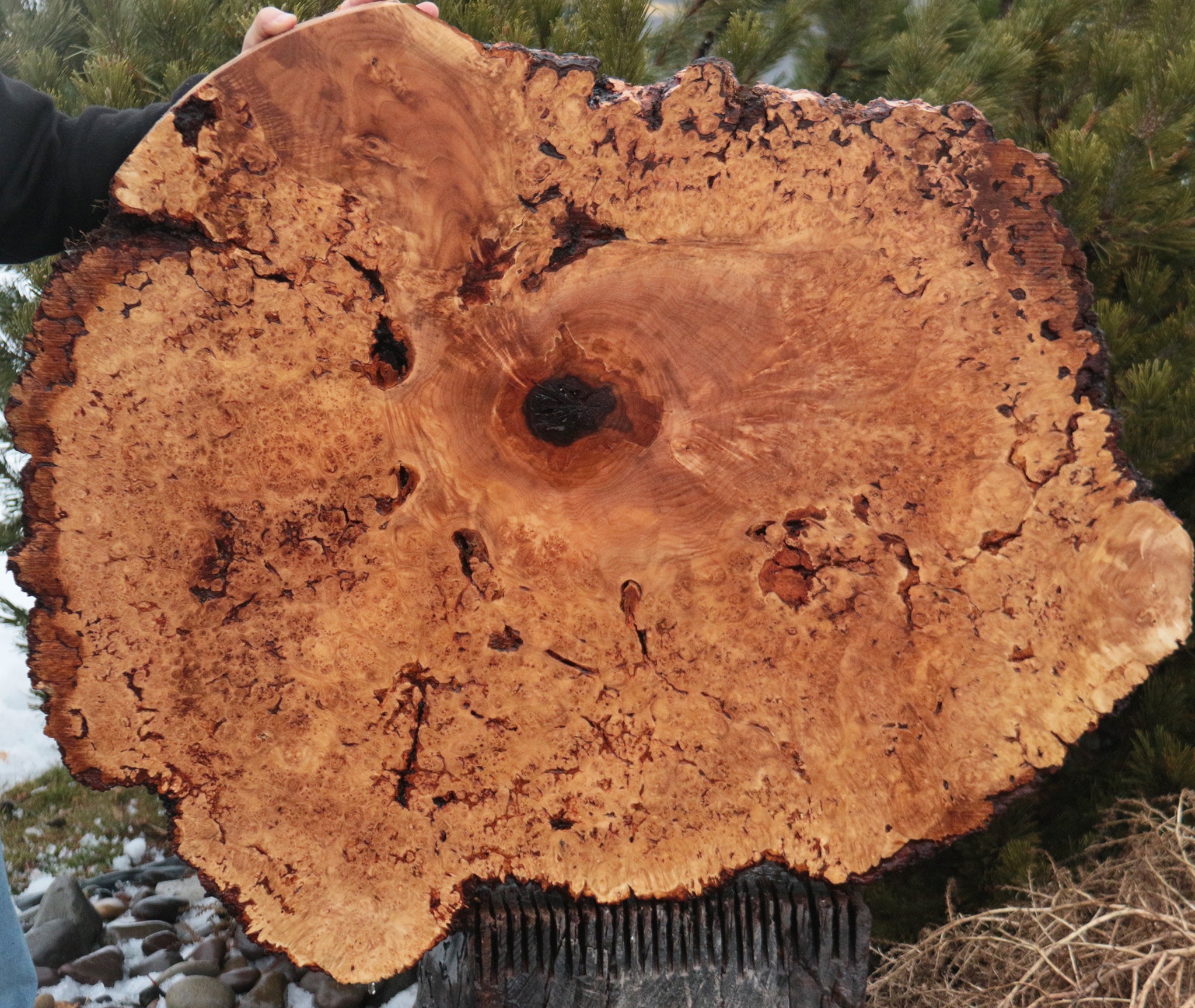 Cookies & Burl Slices – Cook Woods