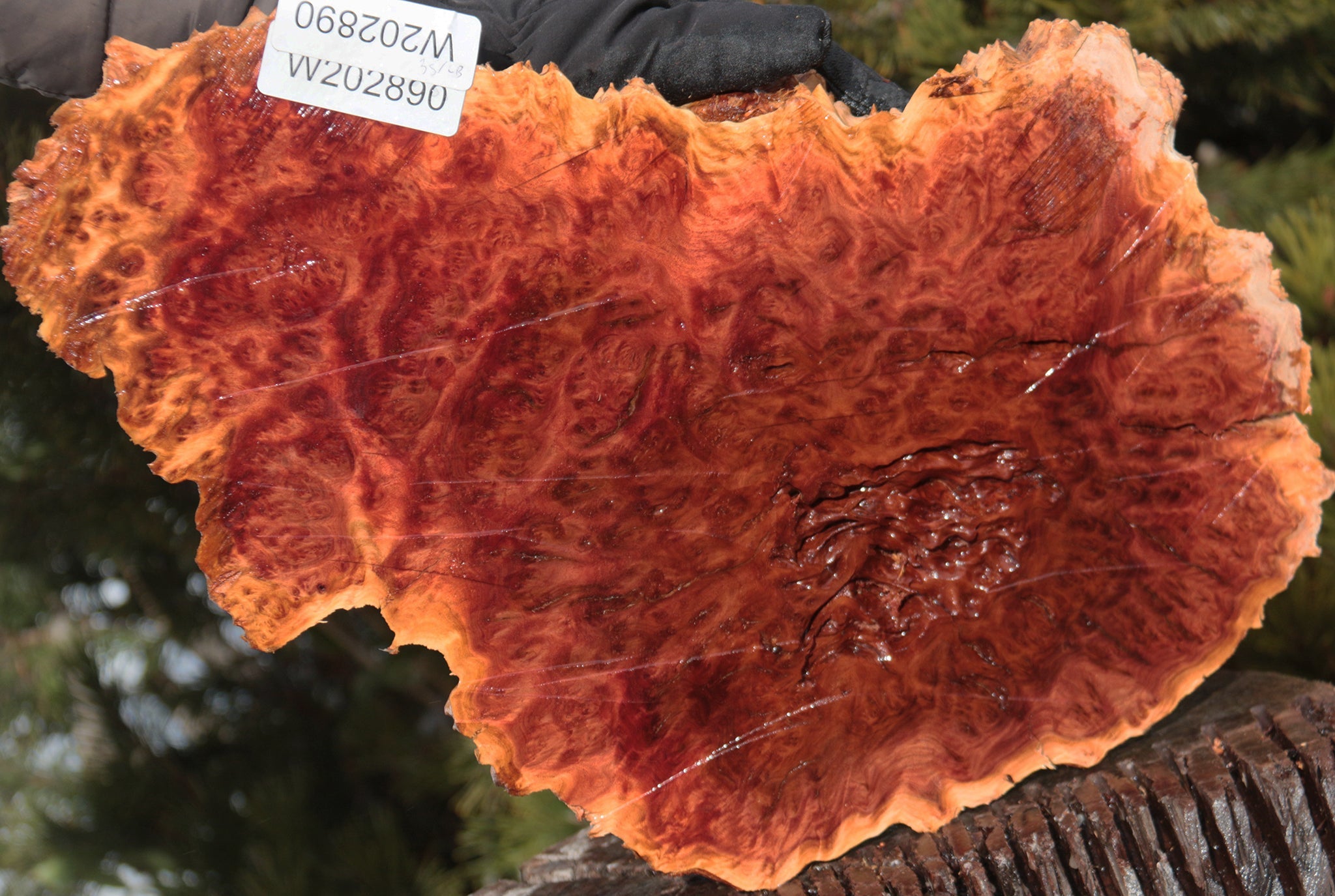 Red Mallee Burl – Cook Woods