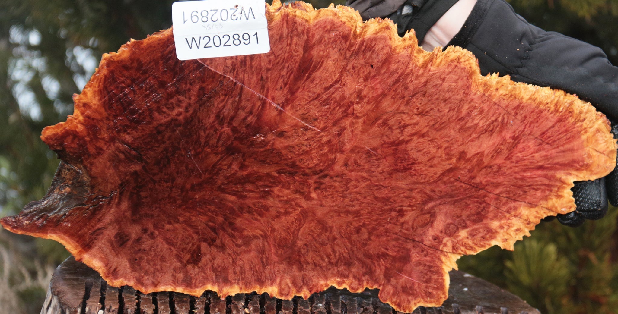 Red Mallee Burl – Cook Woods