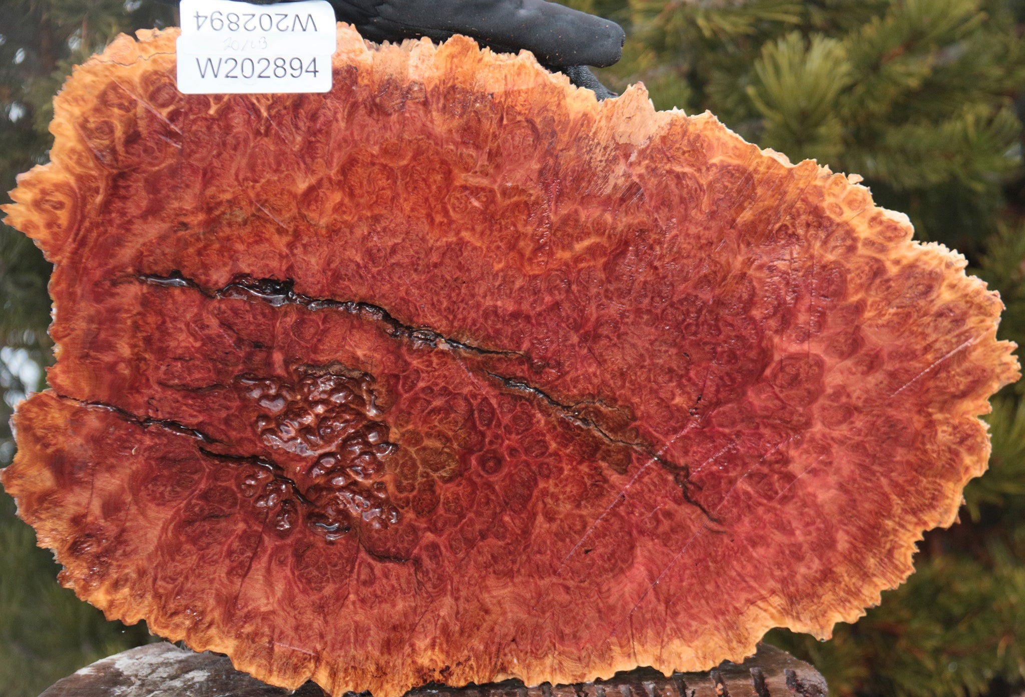Red Mallee Burl – Cook Woods