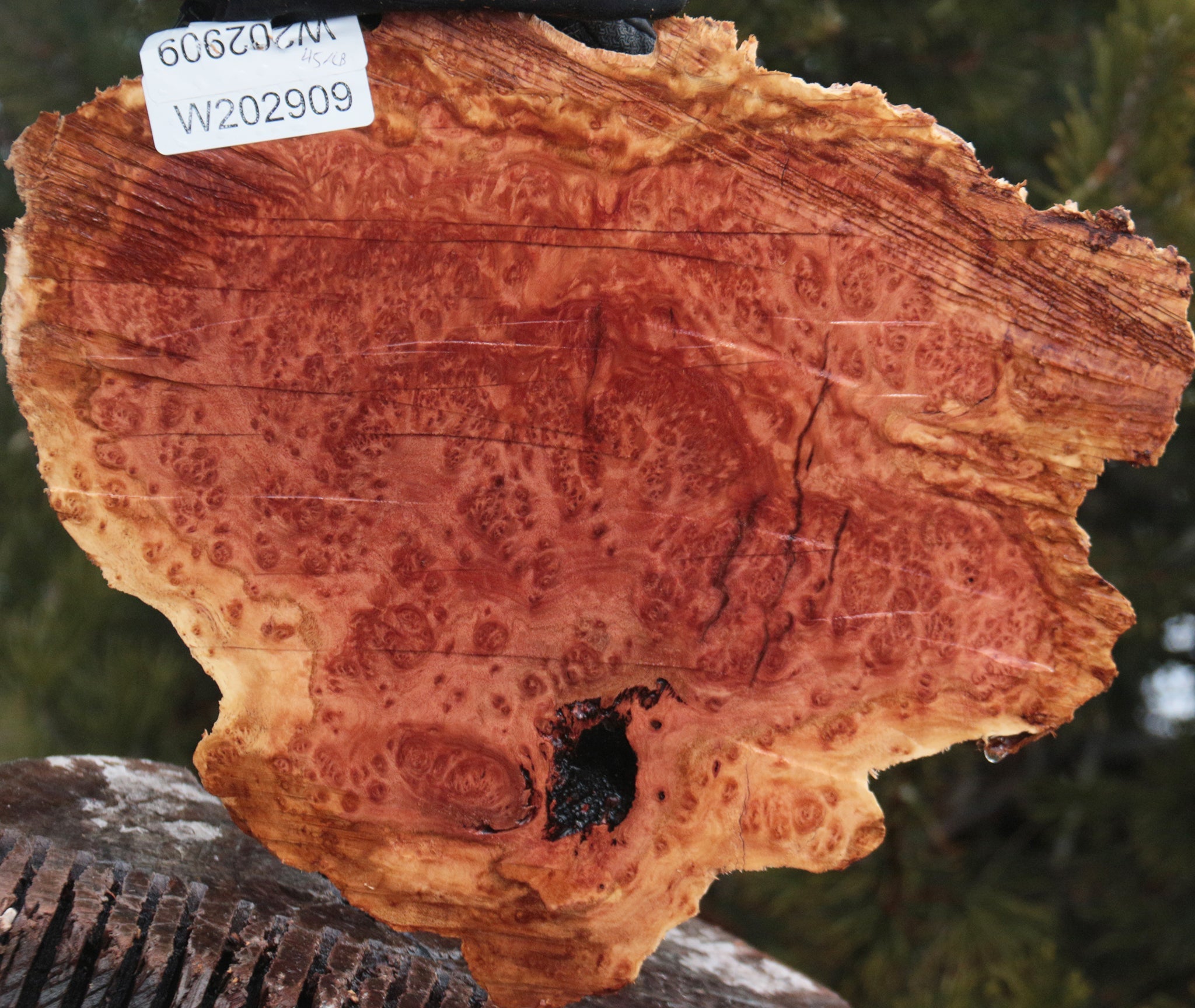 Red Mallee Burl – Cook Woods