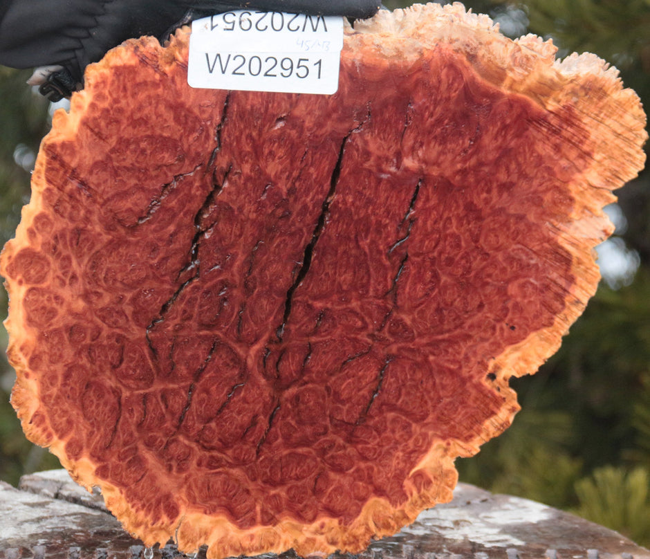 Goldfield Burl – Cook Woods