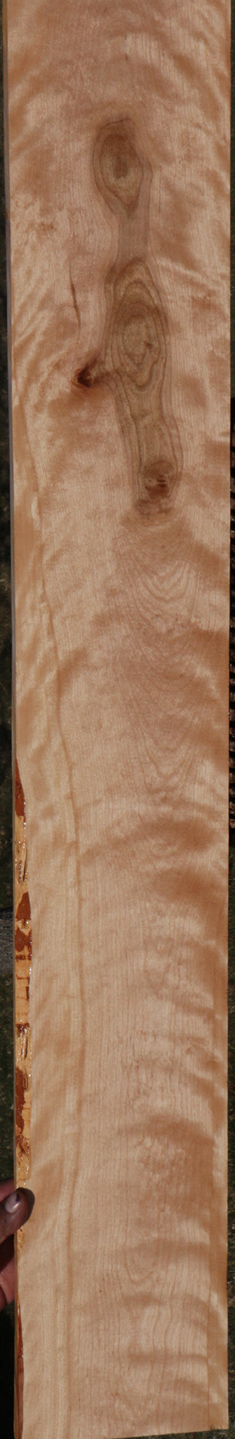 Birch – Cook Woods