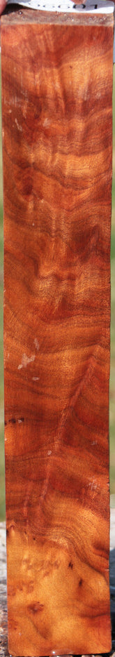 Camphor Burl – Cook Woods