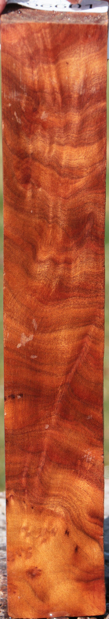 Camphor Burl – Cook Woods