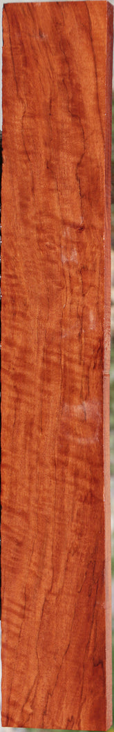 Rambutan – Cook Woods