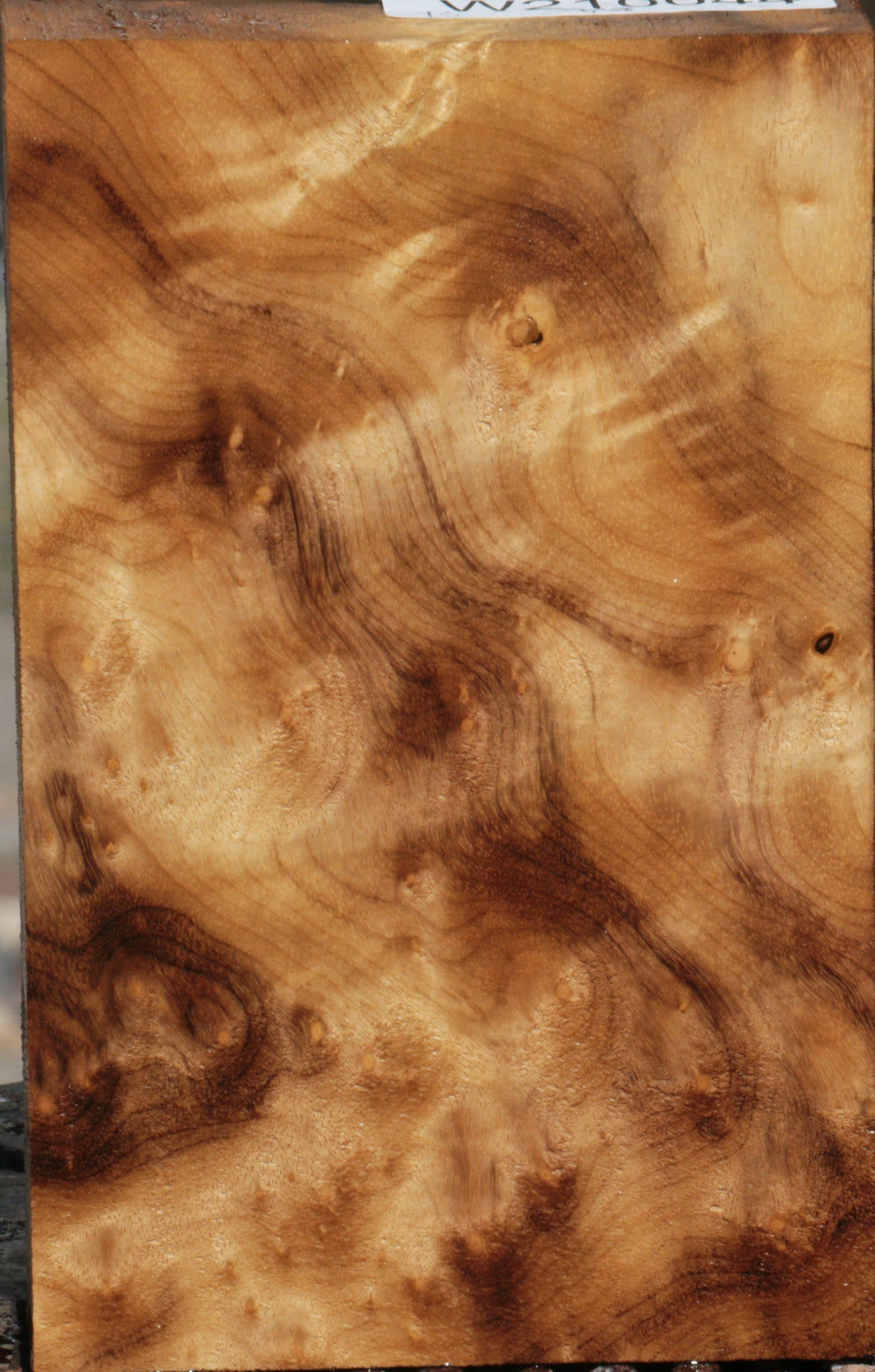 Myrtle – Cook Woods