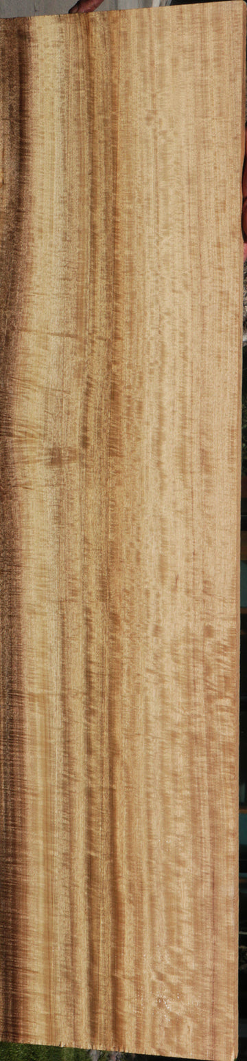 Myrtle – Cook Woods