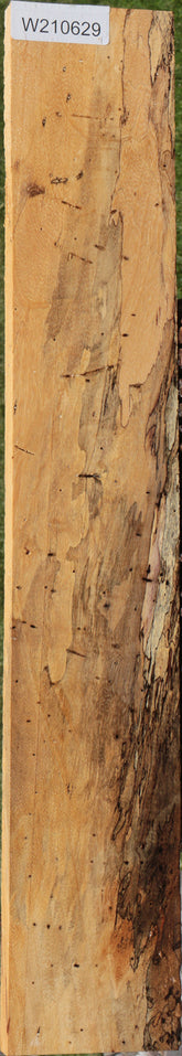Tamarind, Spalted – Cook Woods