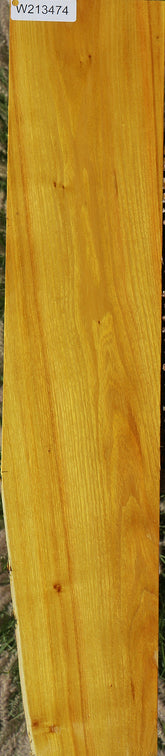 Osage Orange – Cook Woods