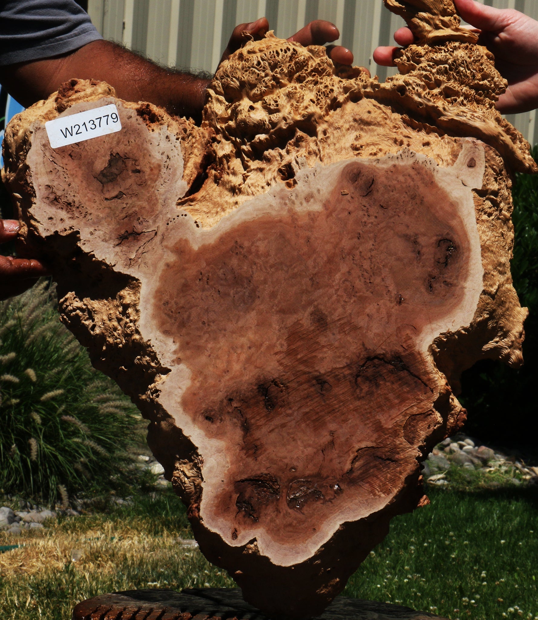 Red Coolibah Burl Cookie – Cook Woods