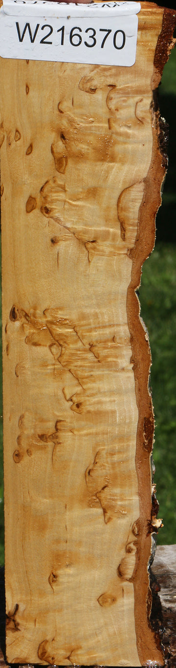 Masur Birch – Cook Woods