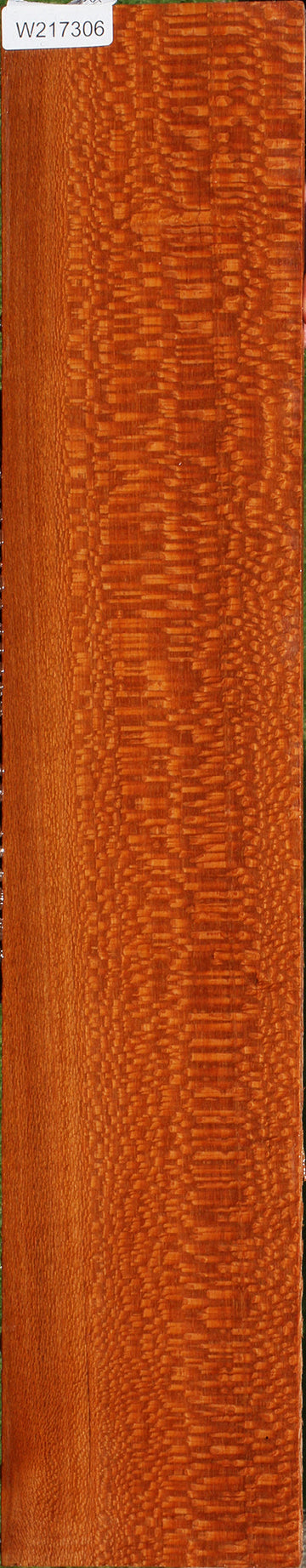 Leopardwood – Cook Woods