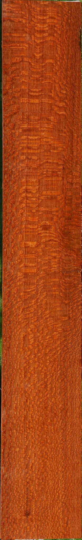 Leopardwood – Cook Woods