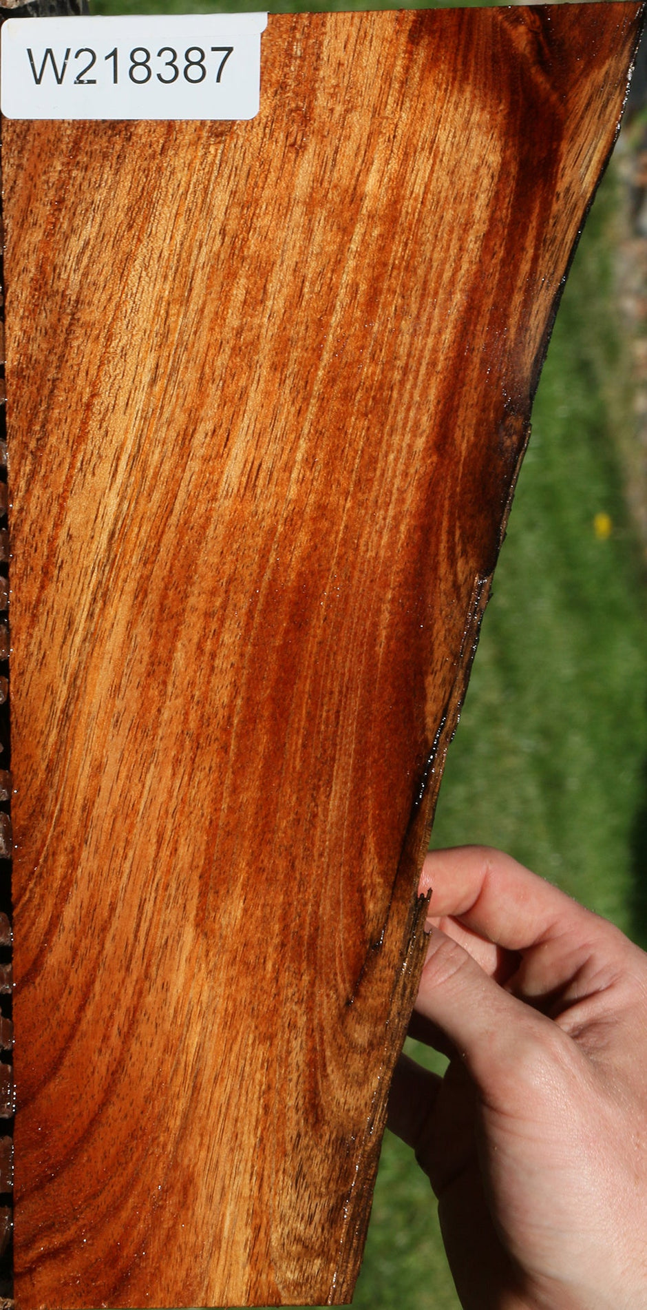 Silver Wattle – Cook Woods