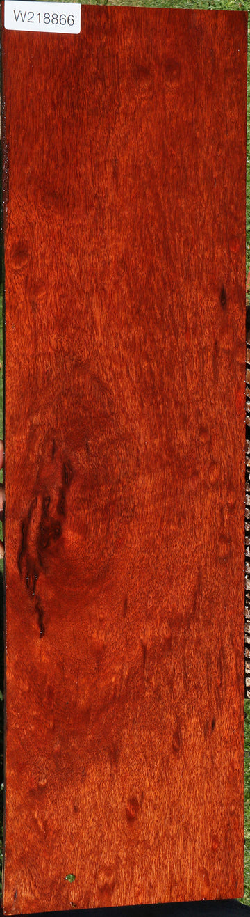 Bloodwood – Cook Woods