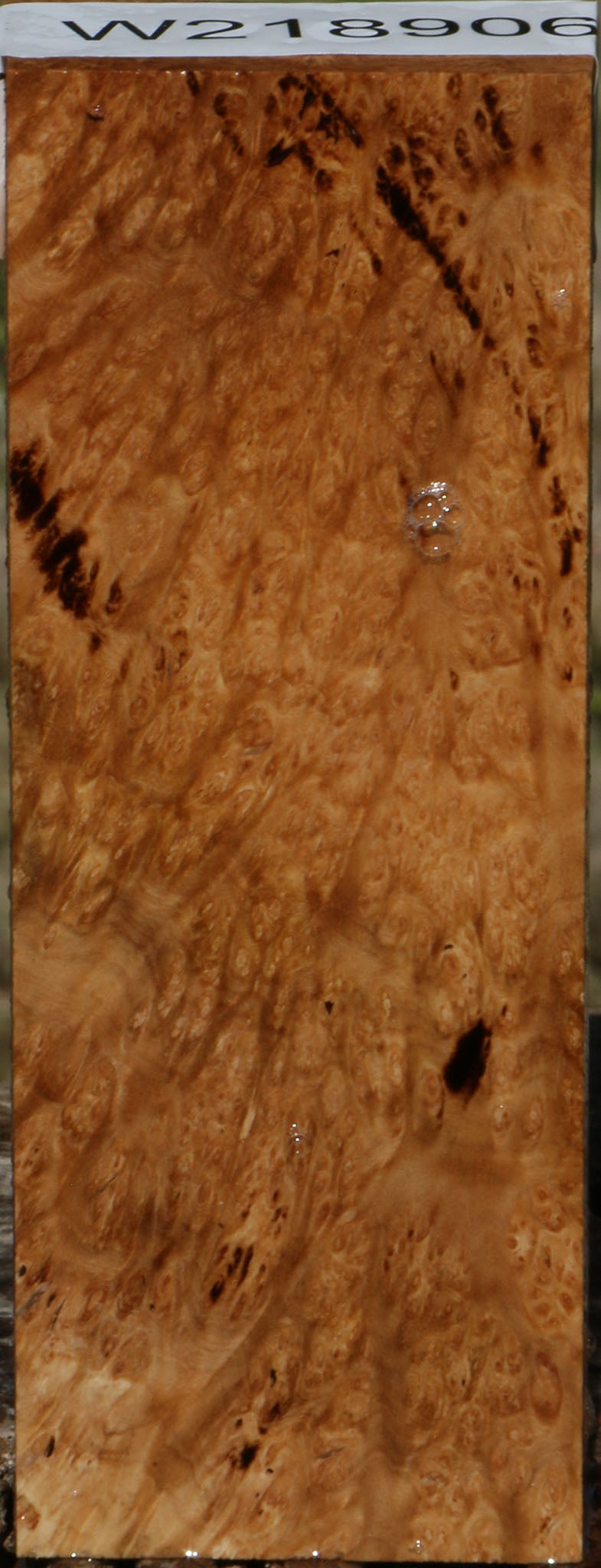 Kanista Burl Turning Blank – Cook Woods