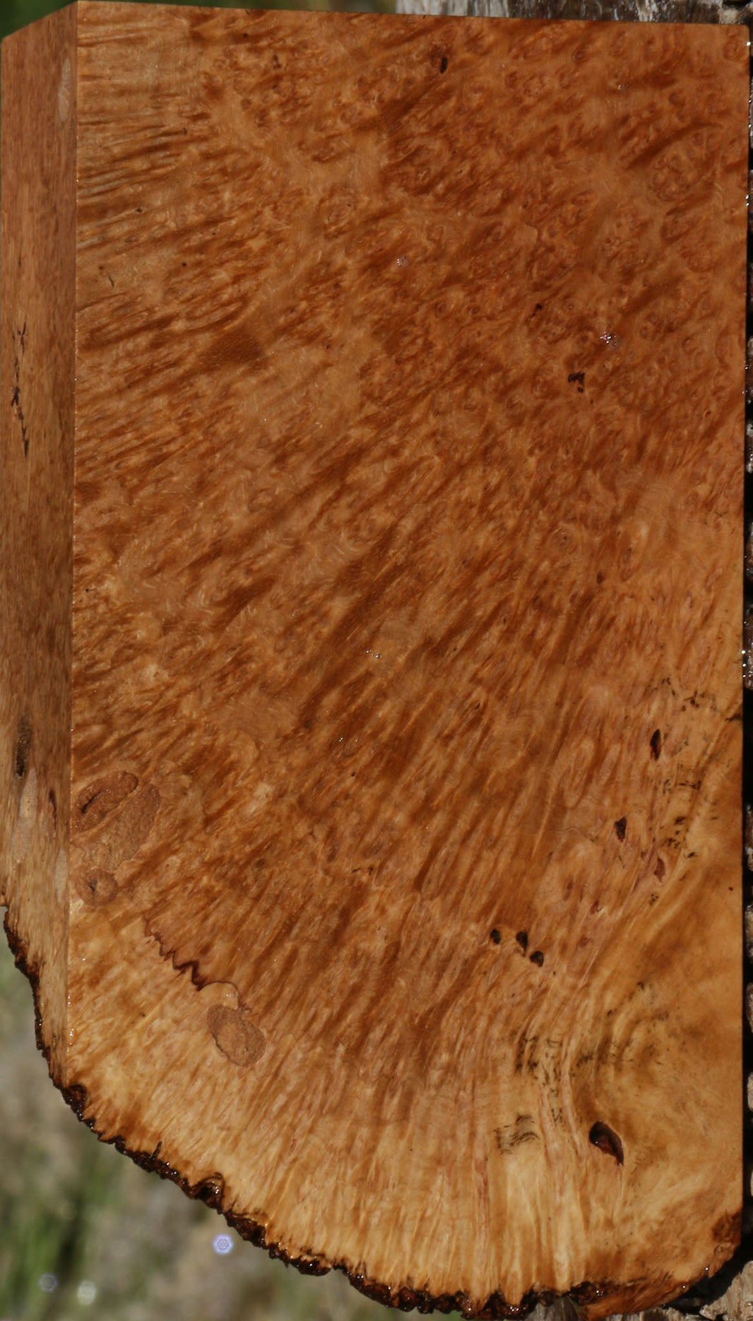 Kanista – Cook Woods