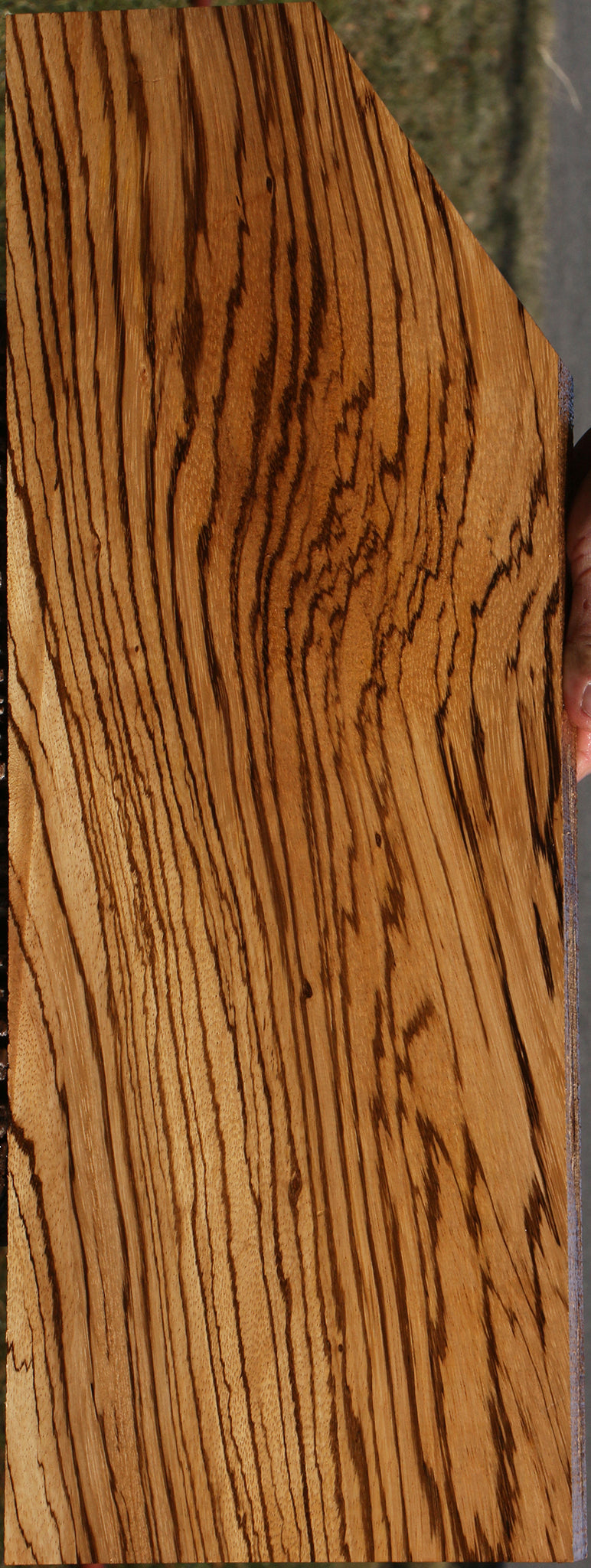 Zebra – Cook Woods