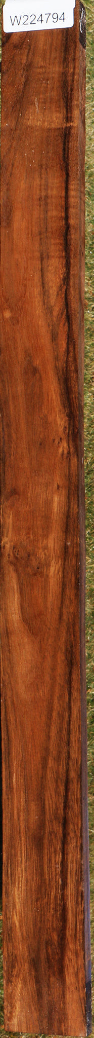 Indian Laurel – Cook Woods