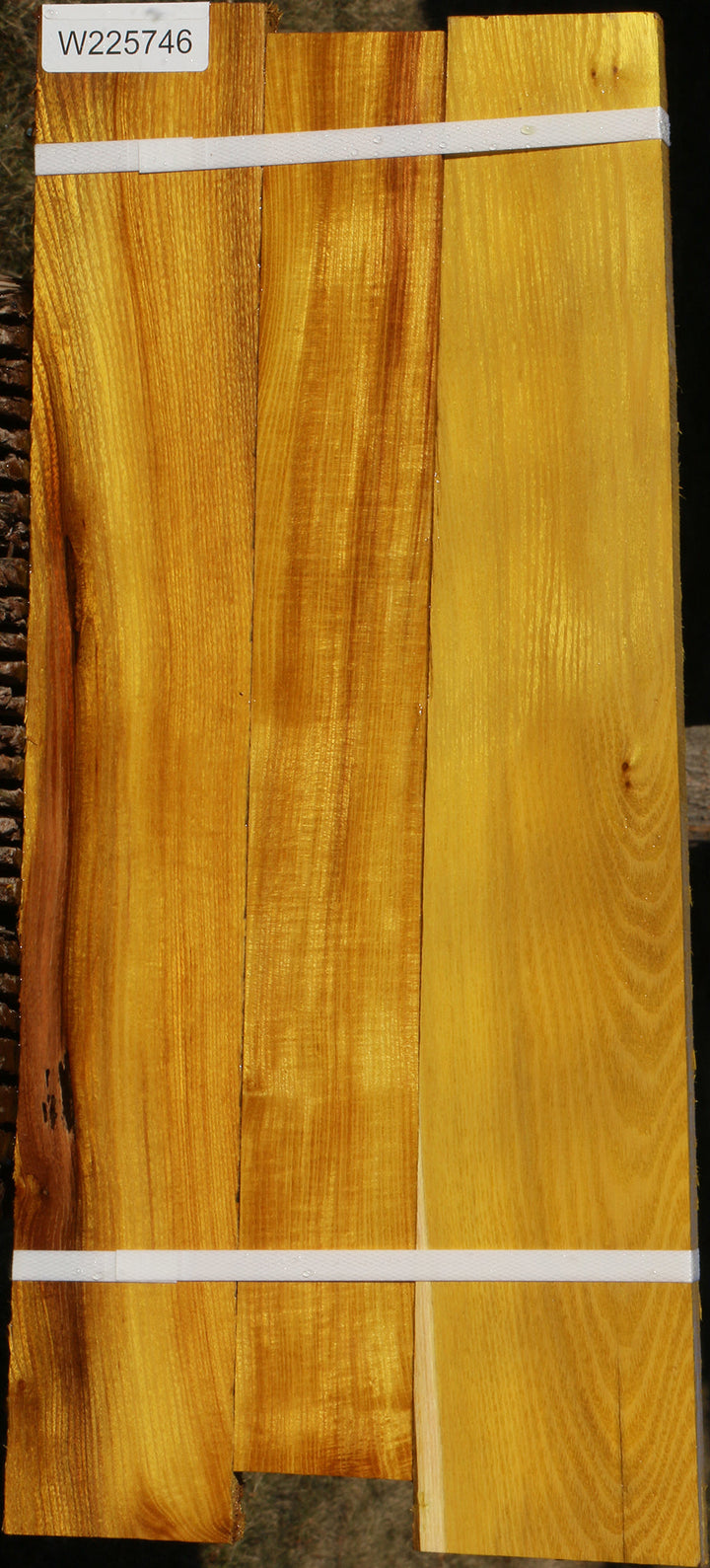 Osage Orange – Cook Woods