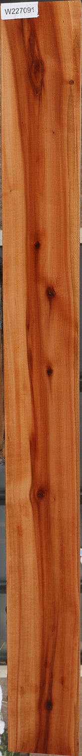 Madrone – Cook Woods