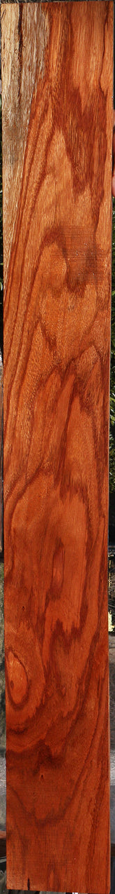 Ebiara – Cook Woods