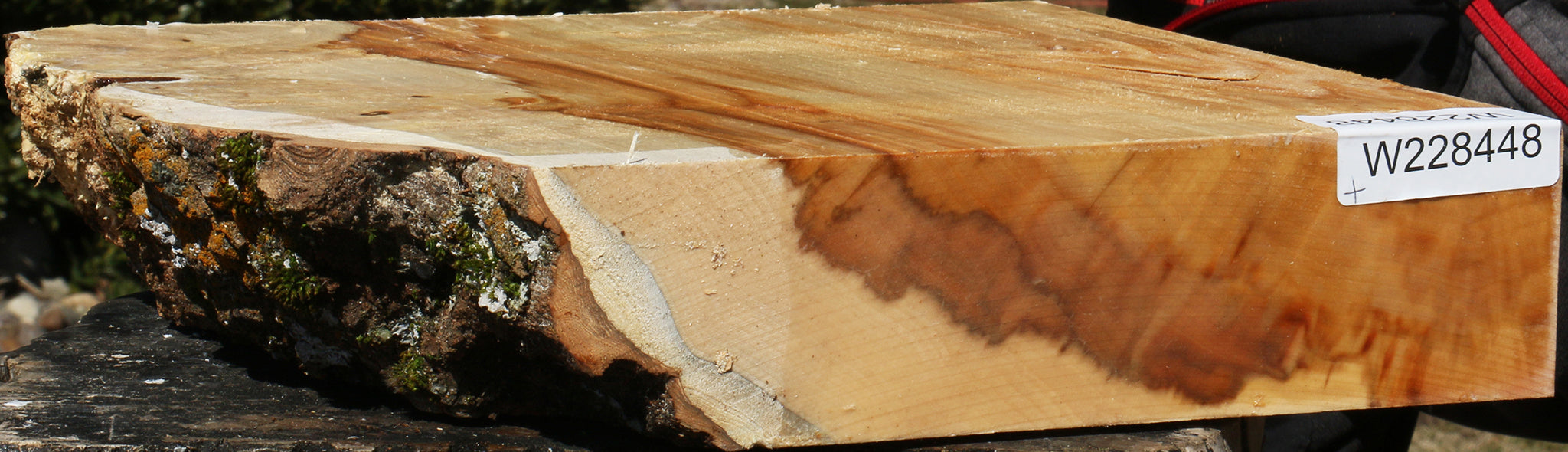 Box Elder – Cook Woods