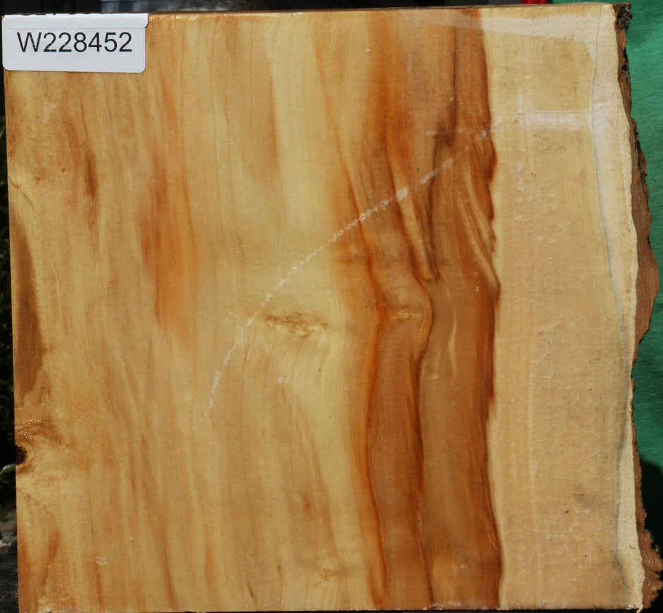 Box Elder – Cook Woods