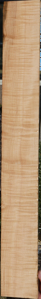 Maple, Red – Cook Woods
