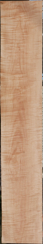 Maple, Red – Cook Woods