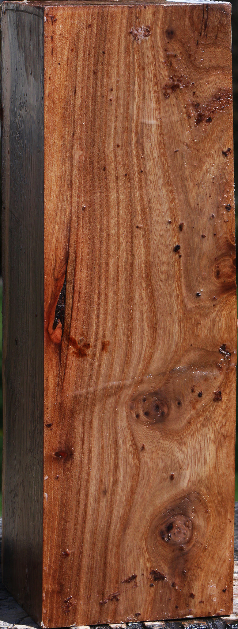 Elm Turning Blank – Cook Woods