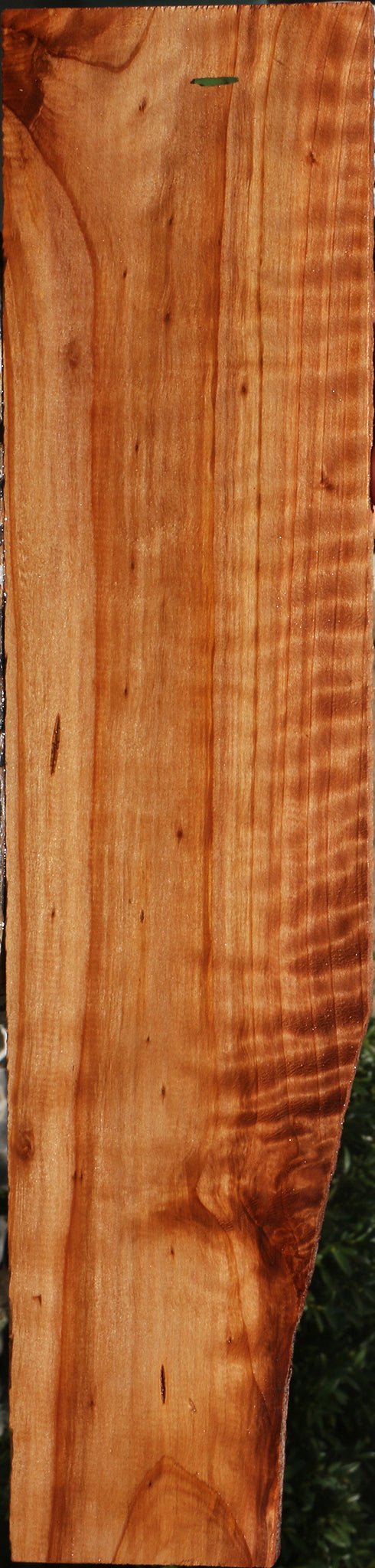 Redwood – Cook Woods